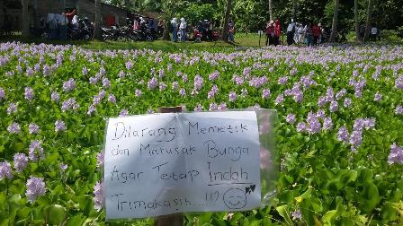 Pemilik Taman Enceng Gondok Sediakan Lokasi Selfie